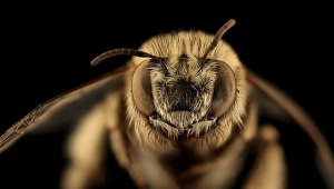 Back Patio Press – Indie Lit's Backyard BBQ Party